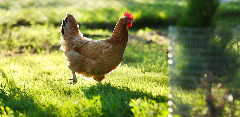 Allevamento galline: alimentazione e stile di vita per una buona cura